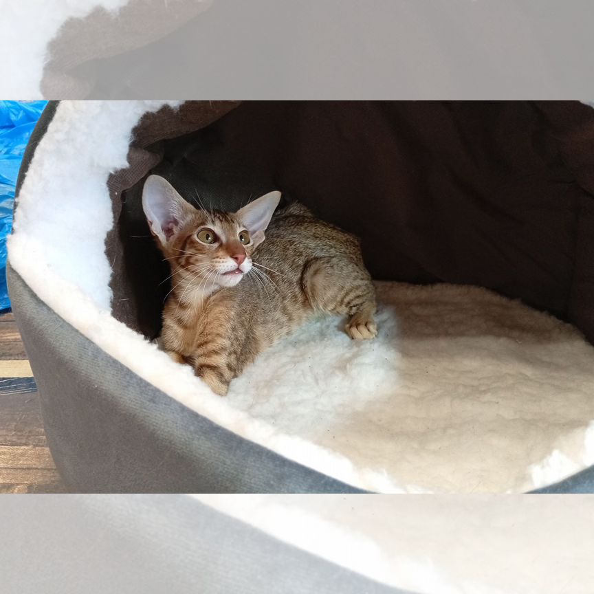 Ориентальный котёнок
