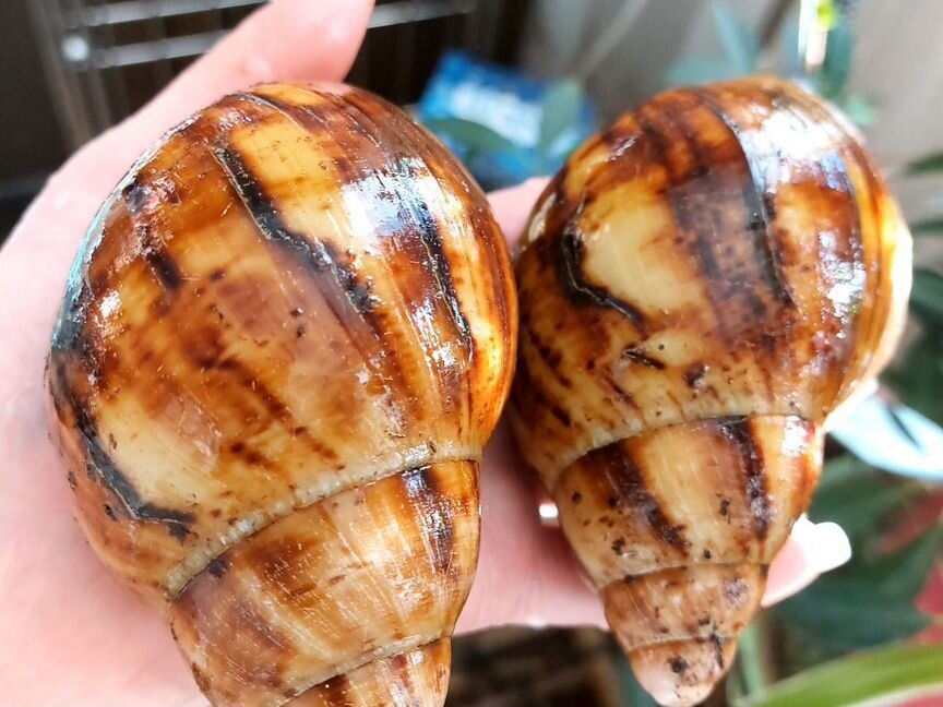 Улитки ахатины и архахатины