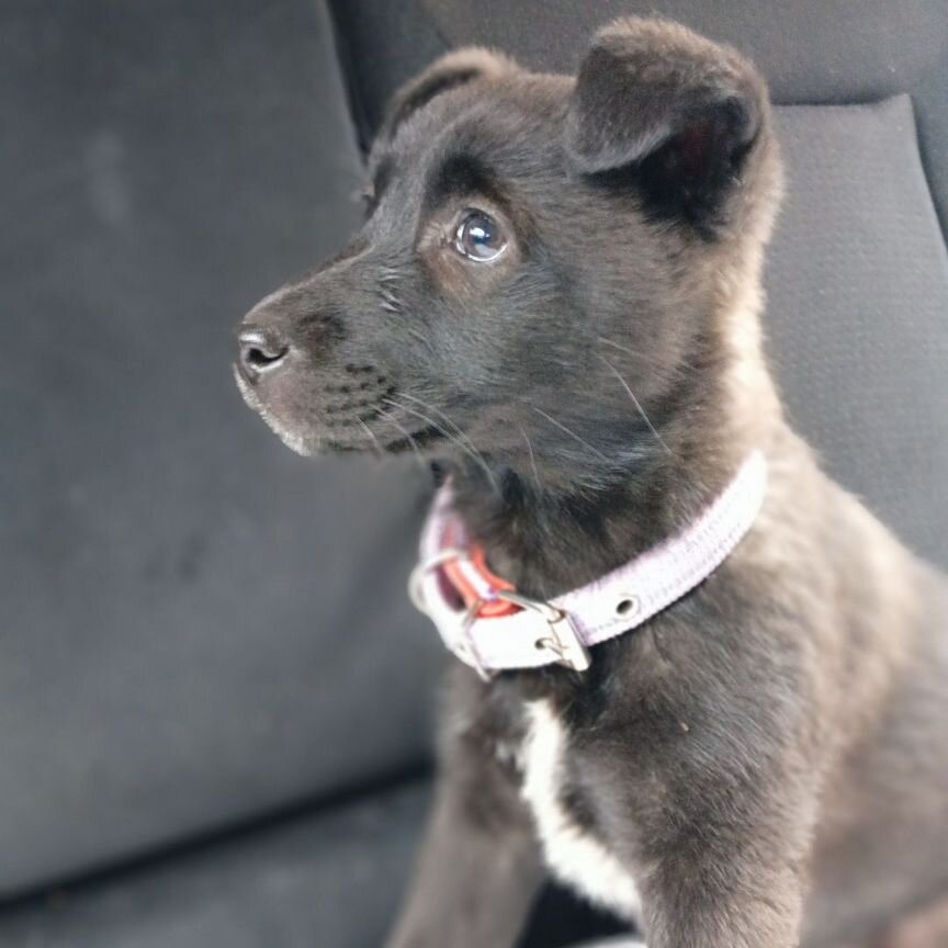 Щенулька в частный двор, привезу