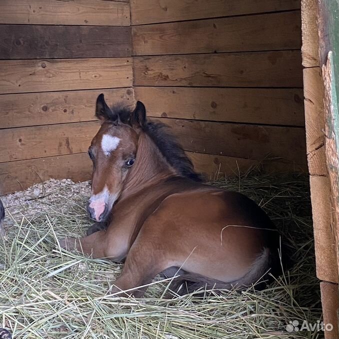 Жеребенок Уэльская пони в спорт