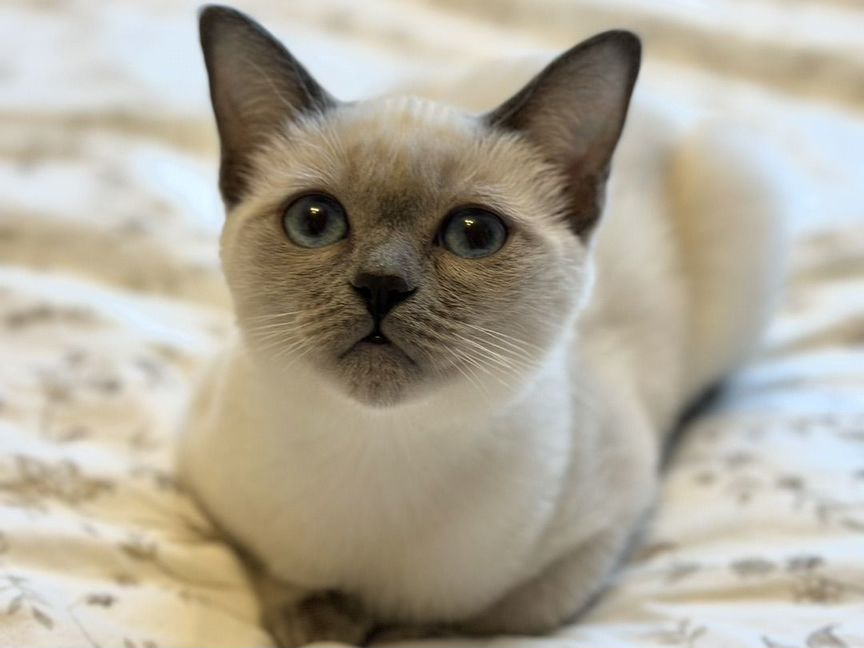 Тайская кошечка из питомника