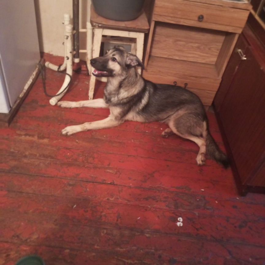 Полуавчарка