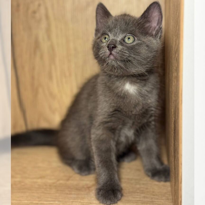 Британский короткошёрстный котёнок