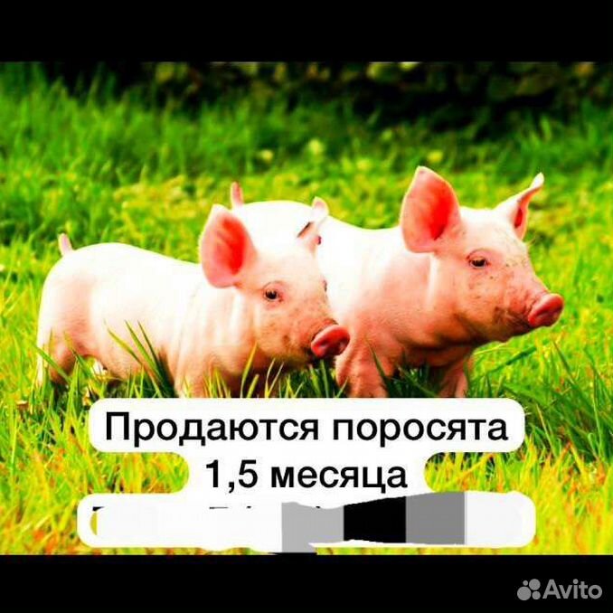 Поросенок ландрас