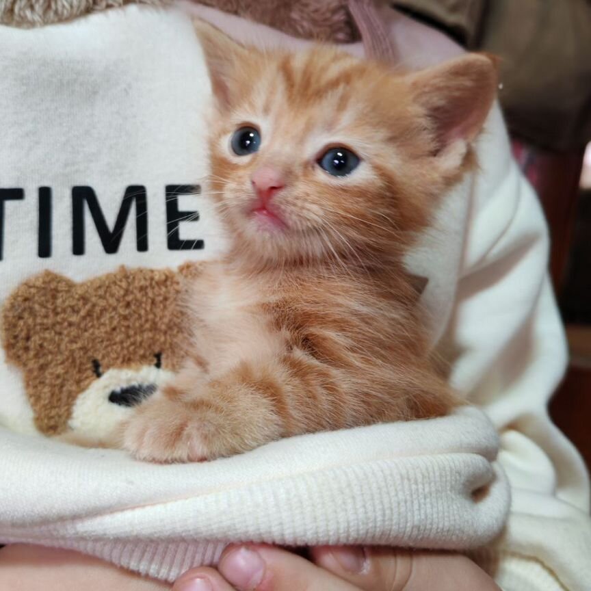 Котёнок
