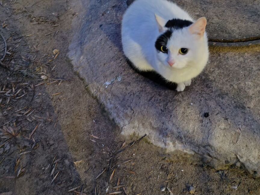 Кошка в добрые руки