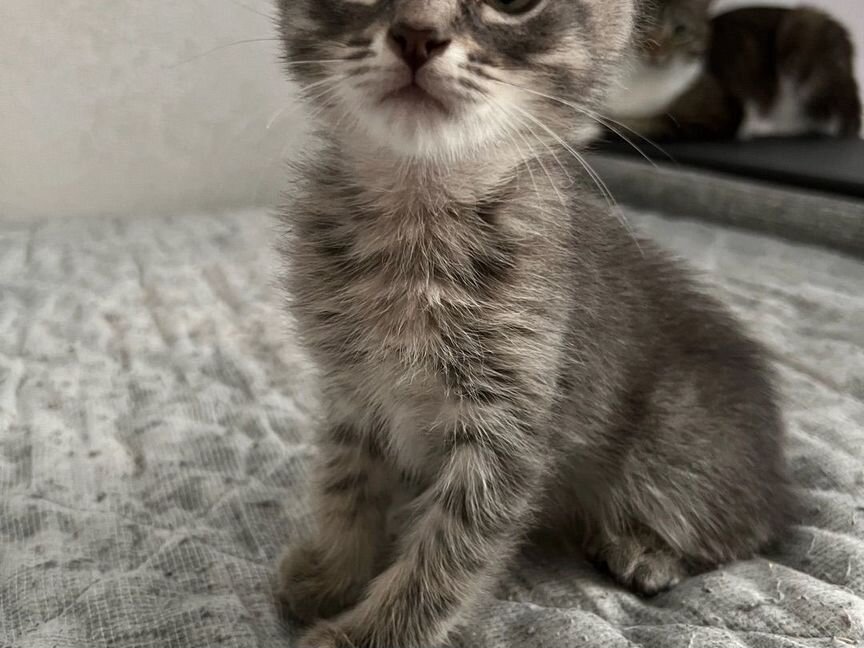 Котишка в добрые ручки