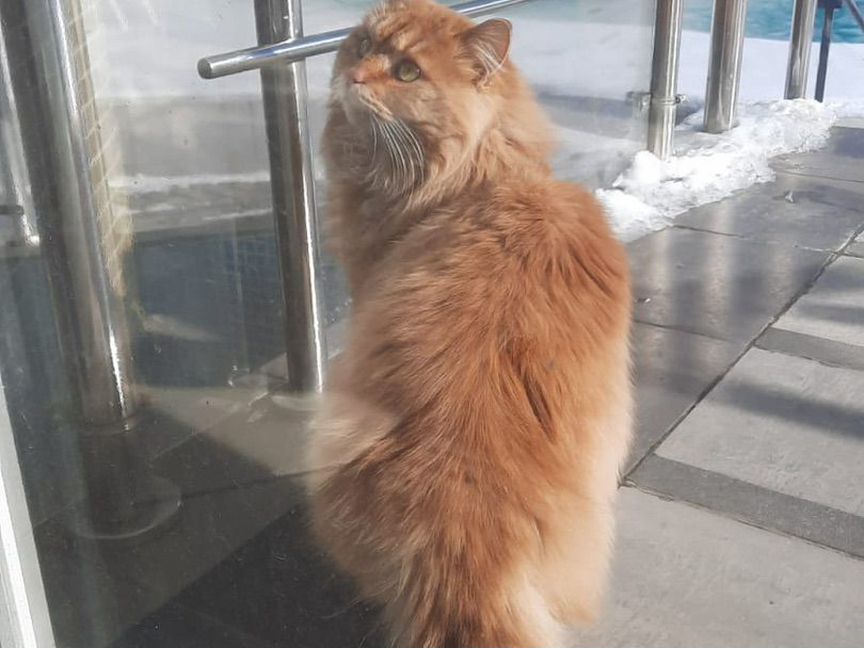 Ласковый домашник кот