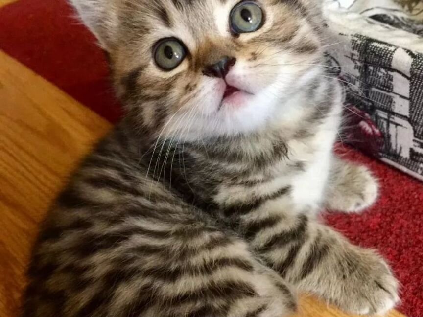 Котёнок, котята в добрые руки