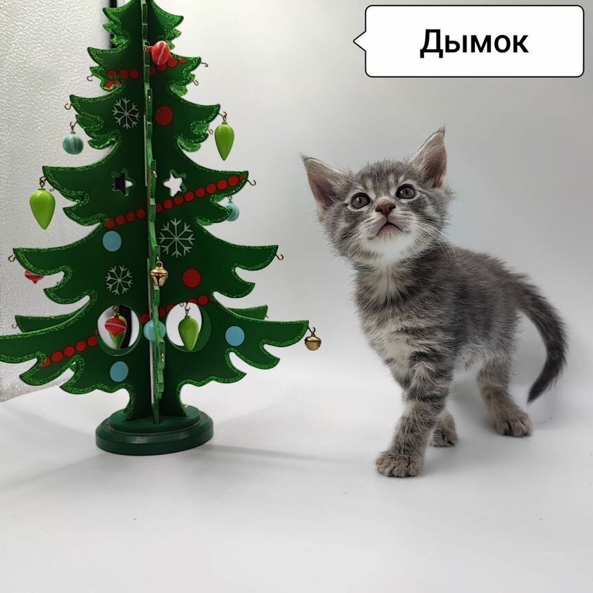 Котята мейн-кун