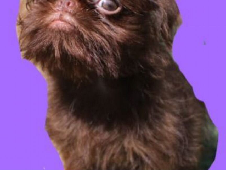 Брюссельский гриффон шоколад мальчик