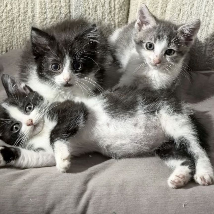 Котята