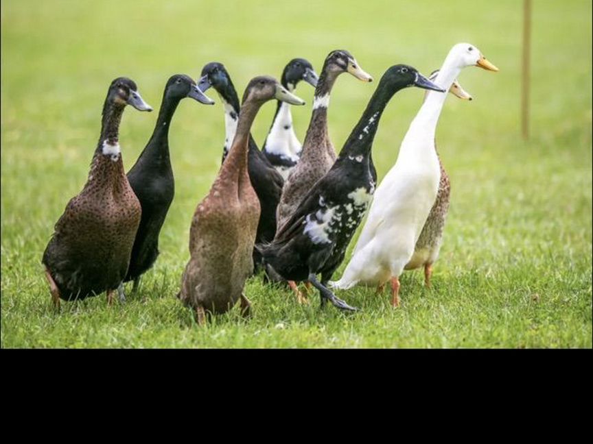 Утки индийский бегунок