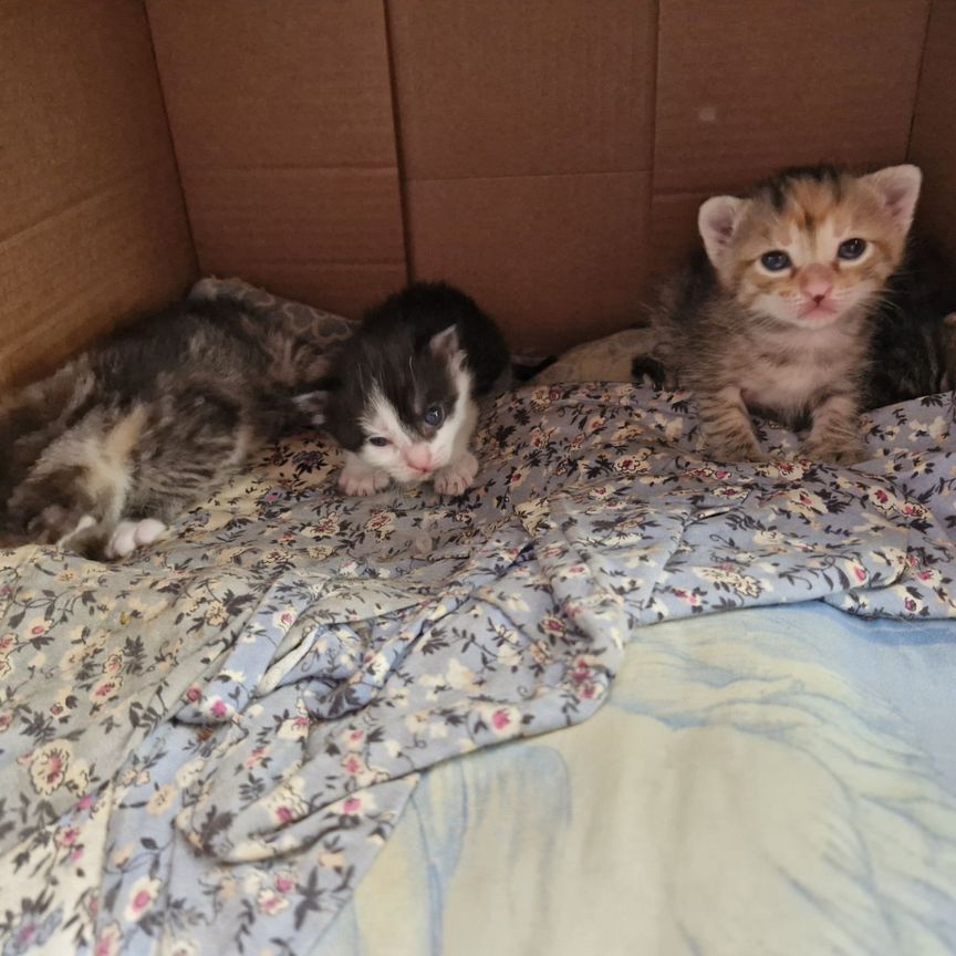 Котята в добрые руки бесплатно