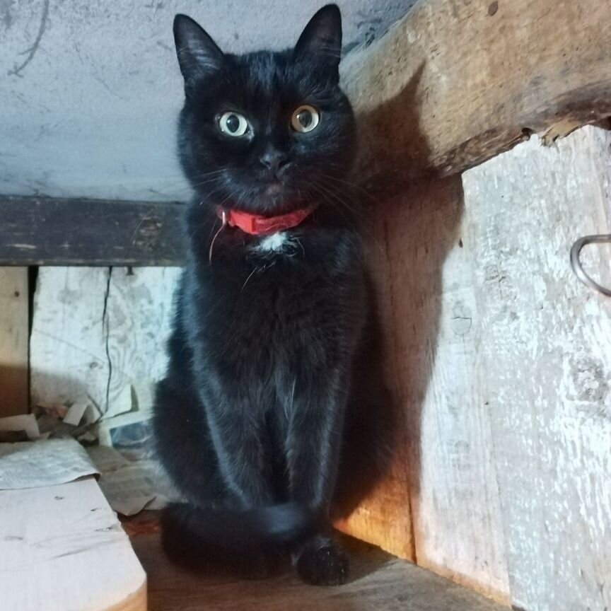 Взрослая кошка в добрые руки