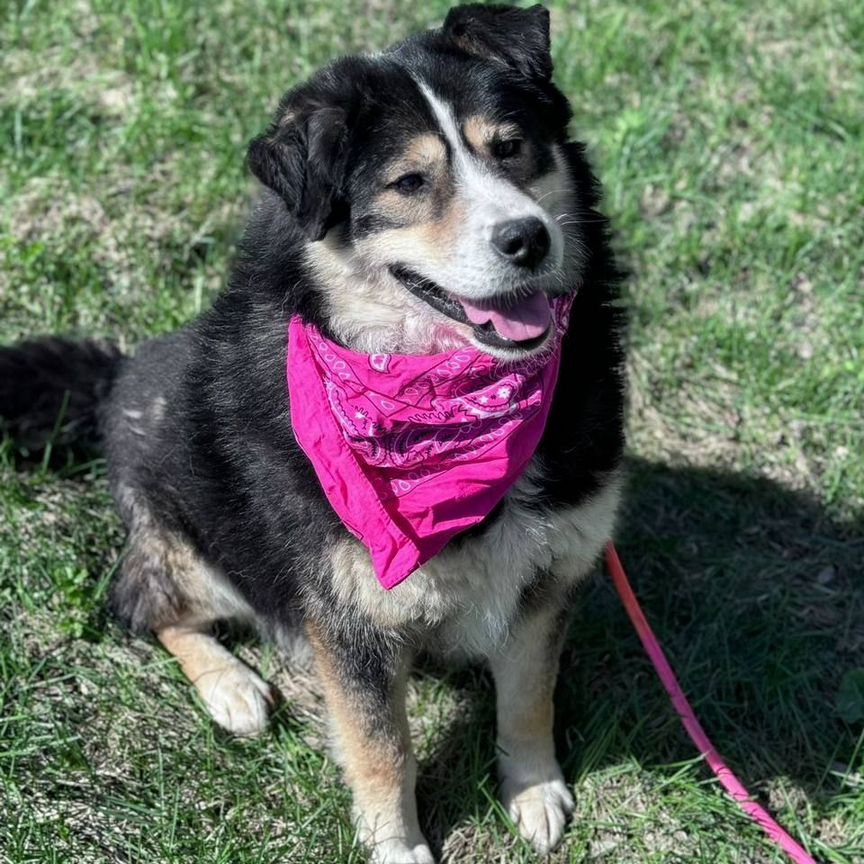 Собака в добрые руки