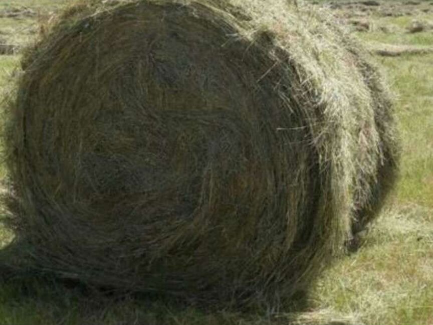 Тюки Сено 2023 пресс 180 145 120