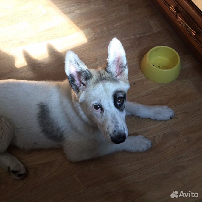 Собака, щенок, 3 мес в дар. Доставка