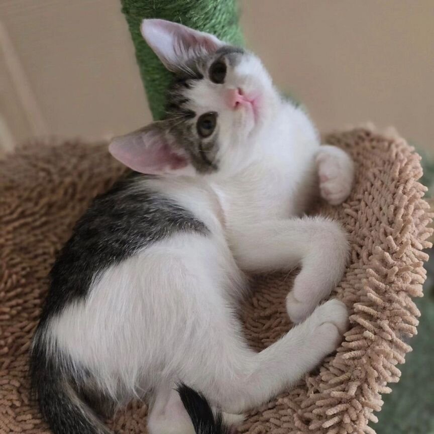 Котенок мальчик Меня 2 мес