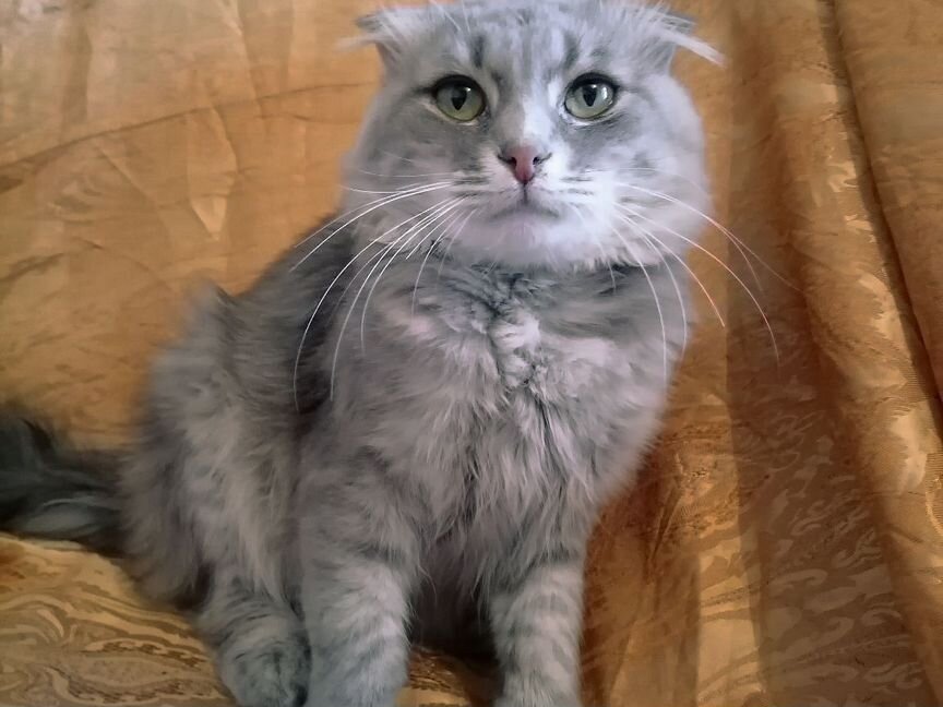 Шотландский вислоухий кот ищет дом