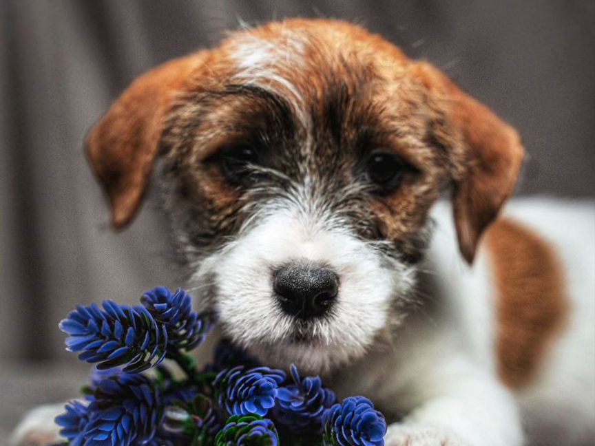 Джек рассел терьер щенок девочка