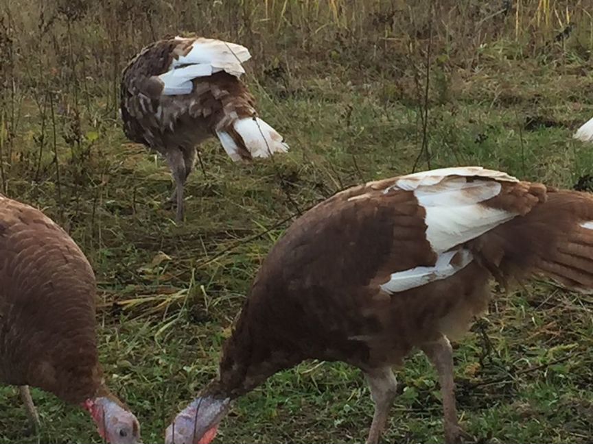 Индюк породы бурбон