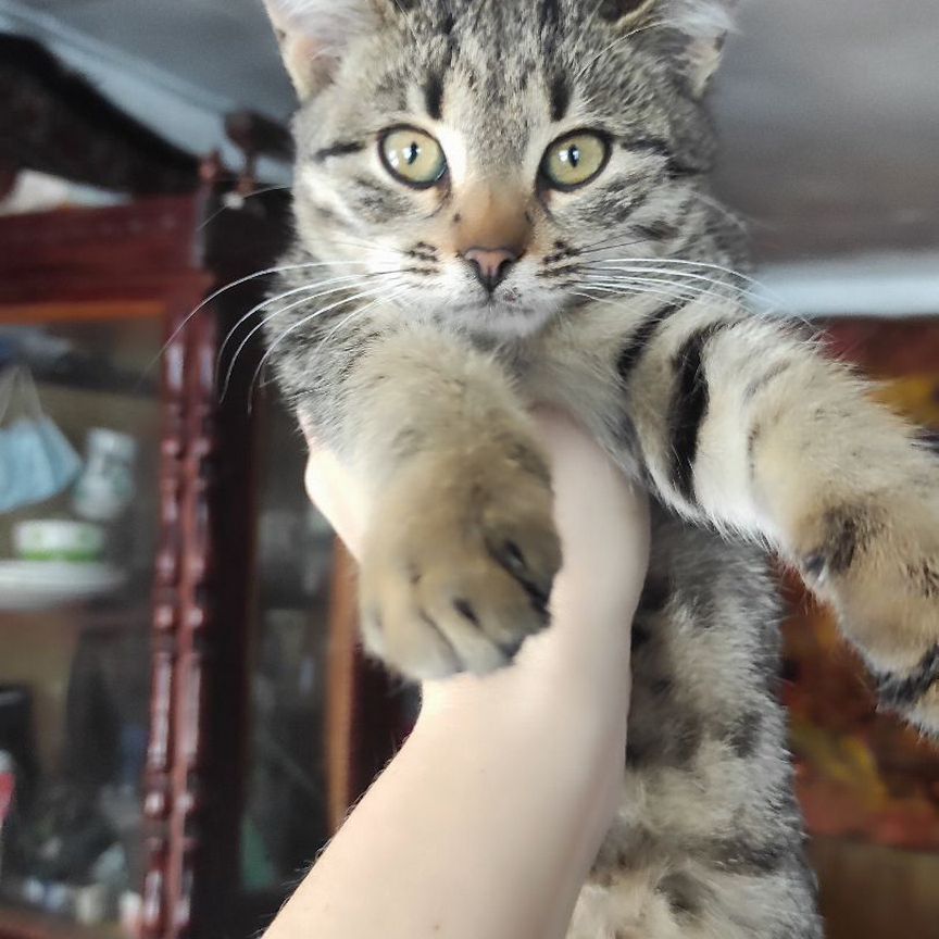 Отдам котят в добрые руки