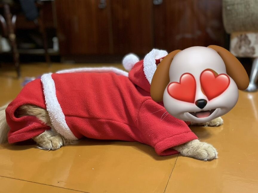 Новогодний комтюм для собаки L