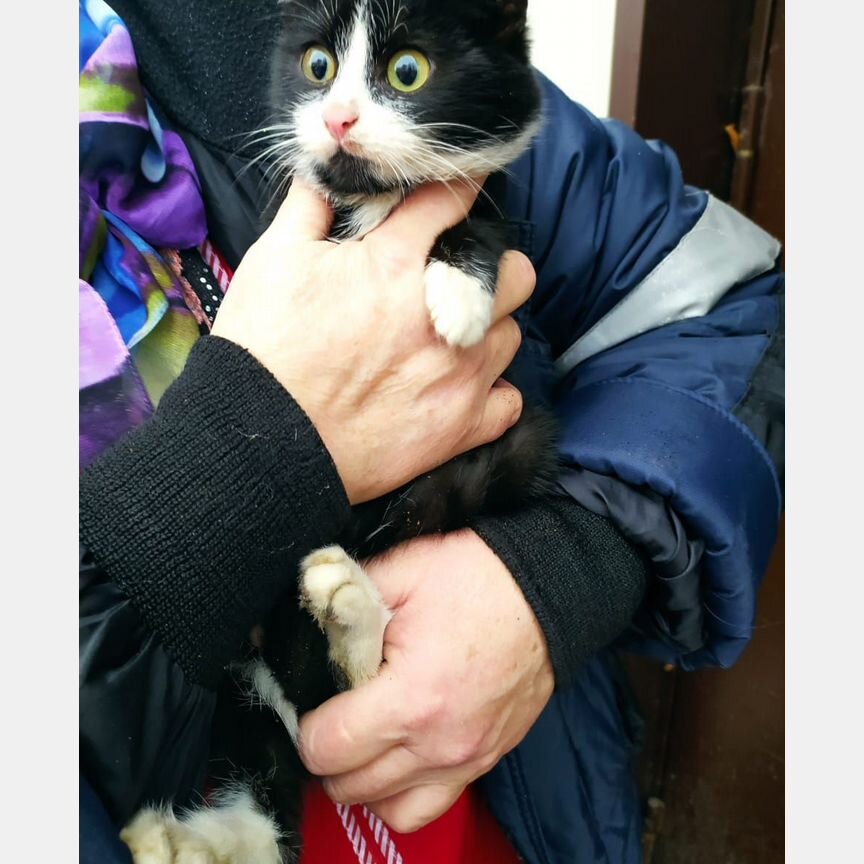 Маленький ласковый котенок