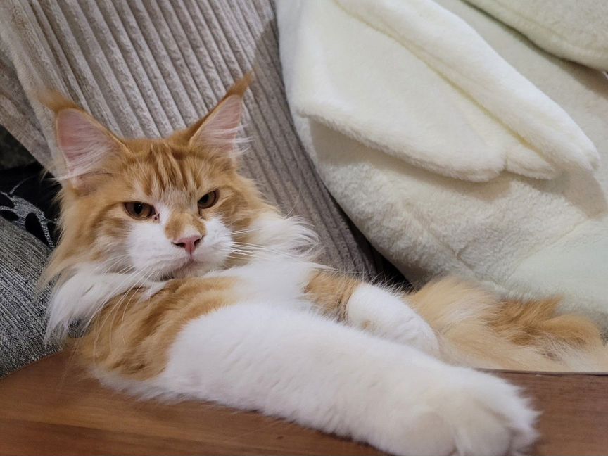 Вязка мейнкуны