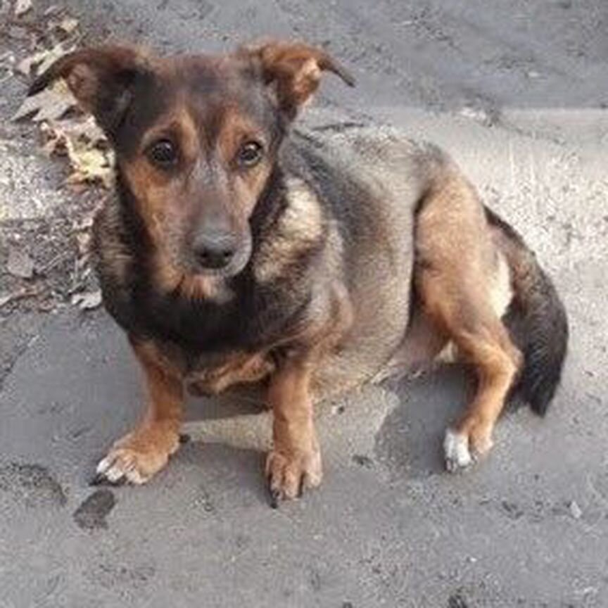 Собачку бросили во дворе на произвол судьбы