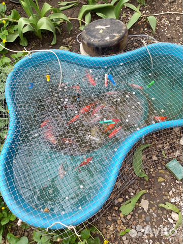 Рыбки для пруда