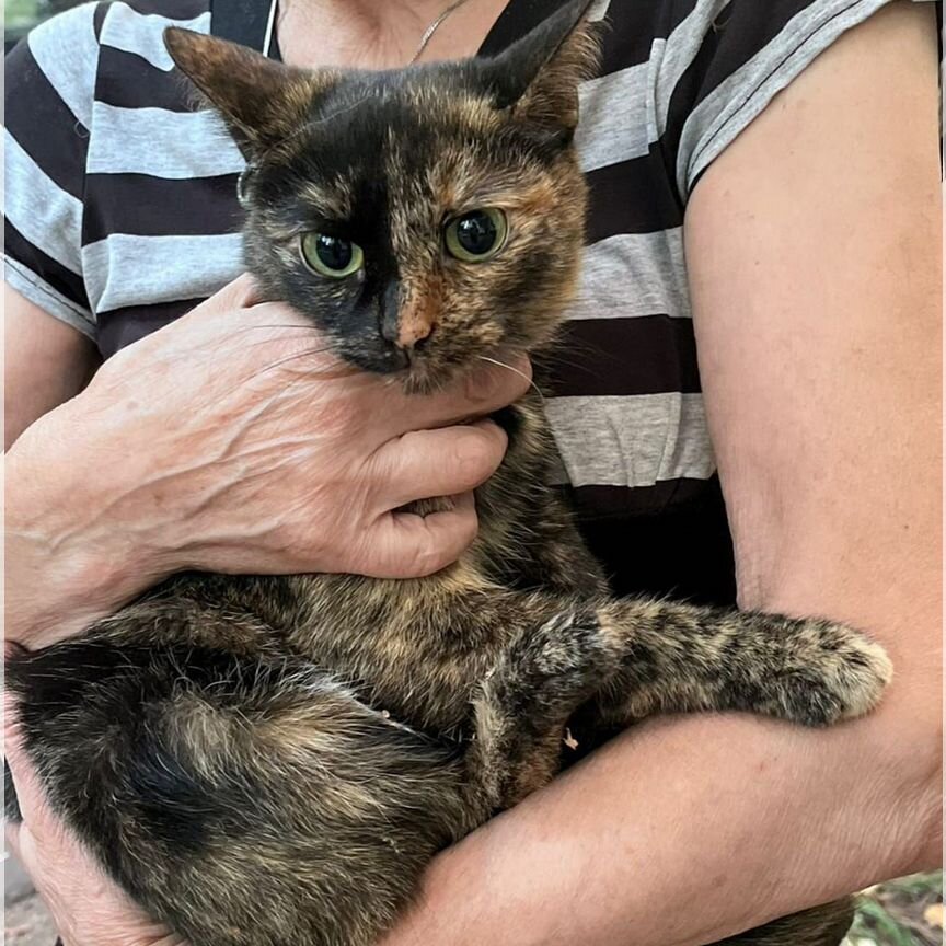 Кошечка в добрые руки