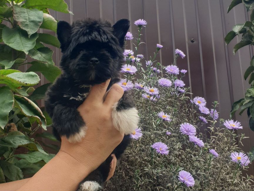 Курносая чёрная девочка цветной йоркширский терьер