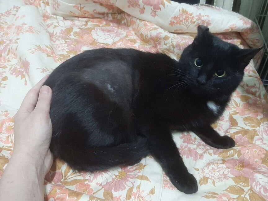 Чудесная Муся в добрые руки:)