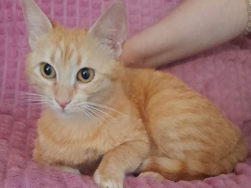 Кошечка компаньон