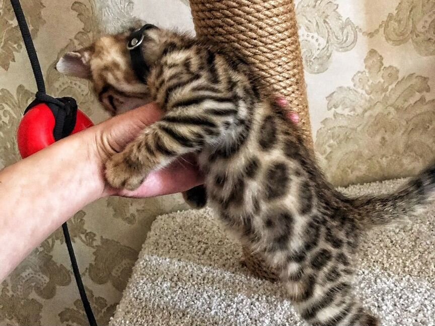 Бенгальские котята