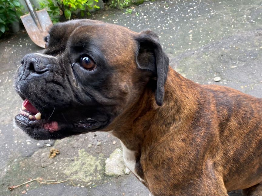 Собака Боксёр в дар