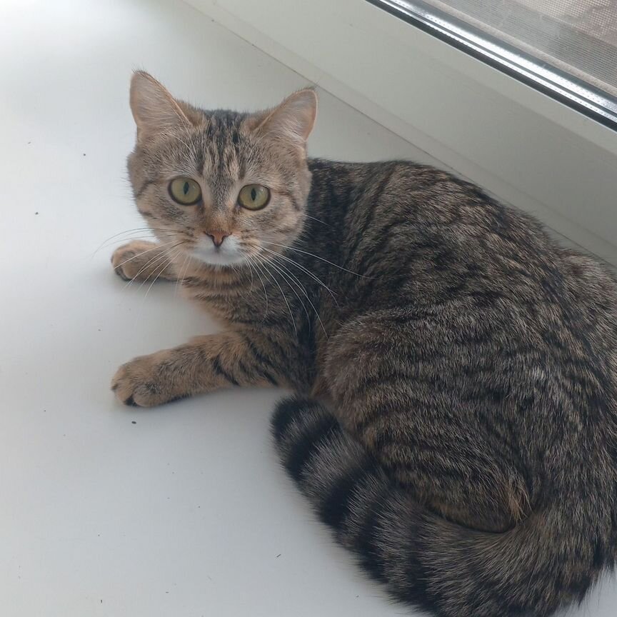 Отдам кошечку в добрые руки