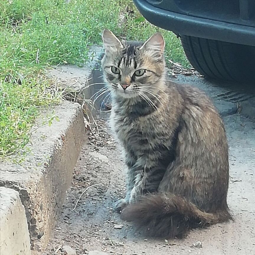 Котенок 6 мес. Девочка. Стерилизую за свой счёт
