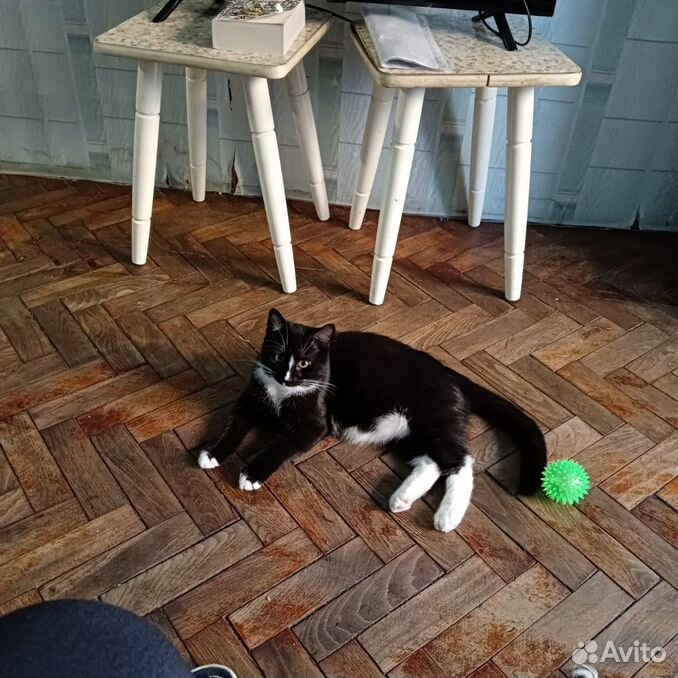 Кот Морсик