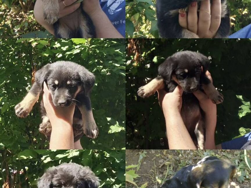 Щенки в опасности