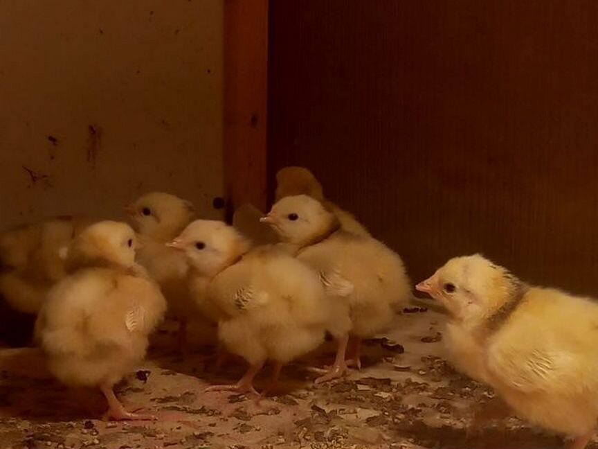 Цыплята лакенфельдер и яйцо