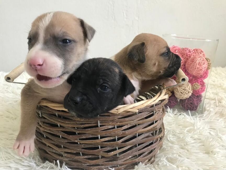 Стаффордширский терьер