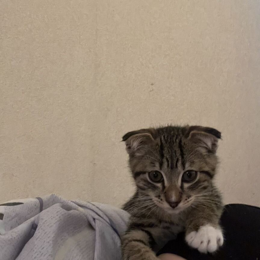 Шотландские котята вязка