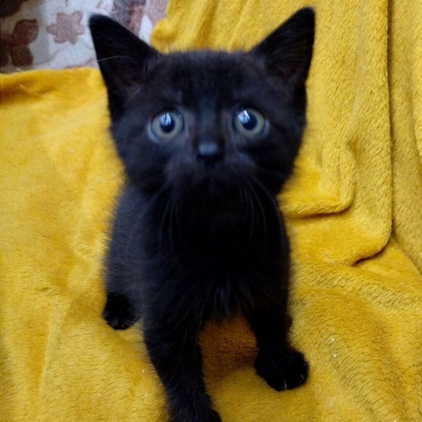 Малыш ищет семью