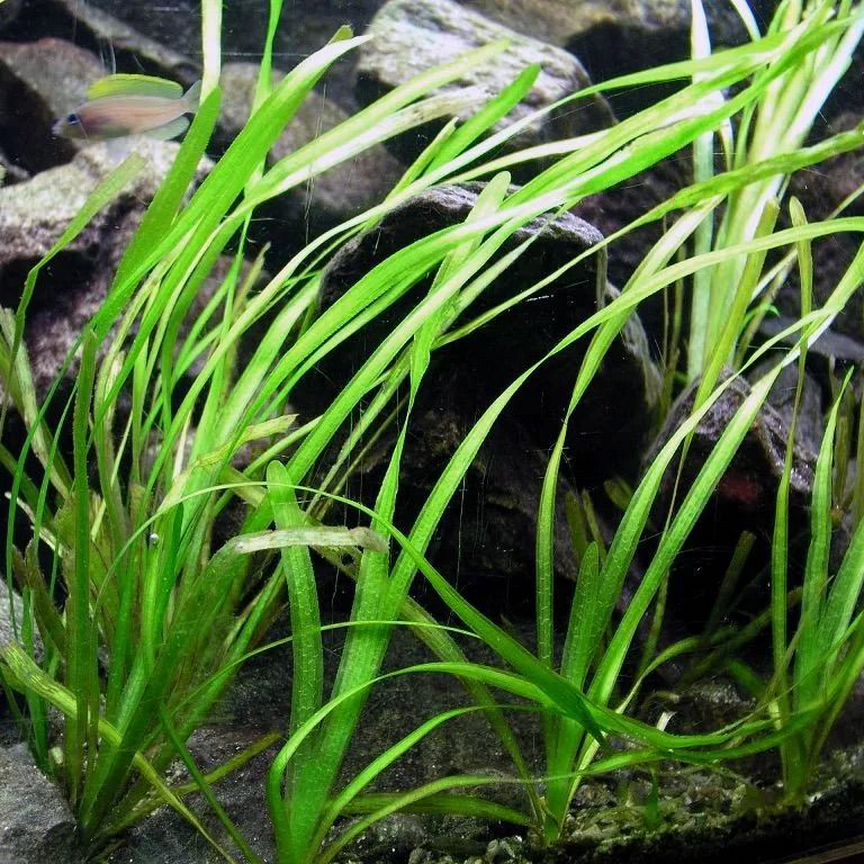 Водоросли для аквариума