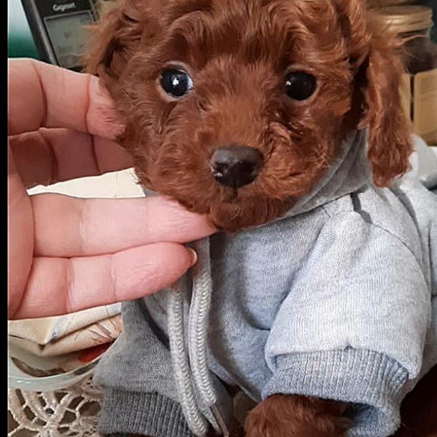 Той-пудель тедди