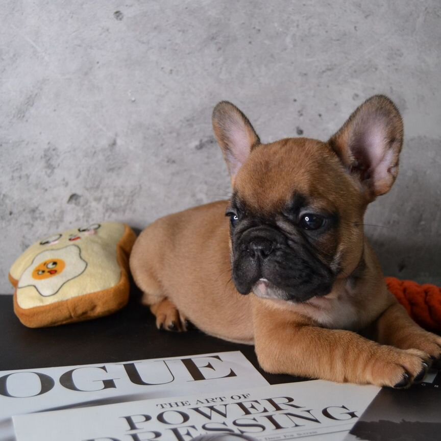 Французский бульдог, щенок