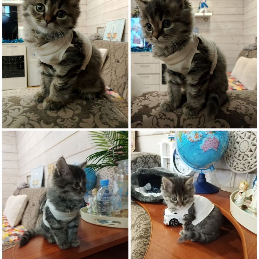 Кошечка в добрые руки